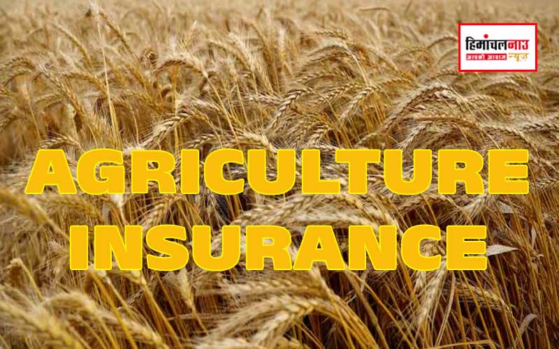 Agriculture Insurance / 15 जुलाई तक मक्की और धान की फसल का बीमा कराना ...
